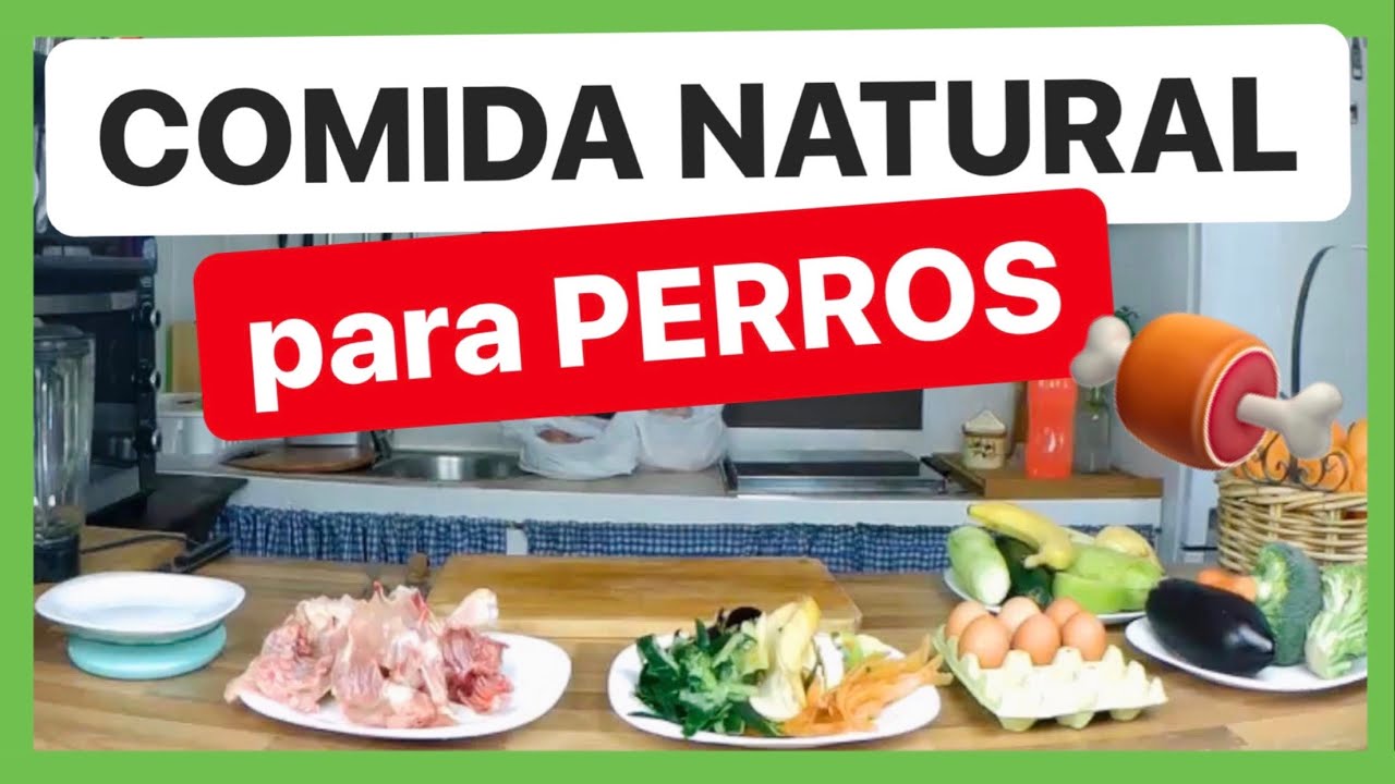 ¿Cómo es el sabor de la comida para perros? - Todo sobre Animales y Bichos