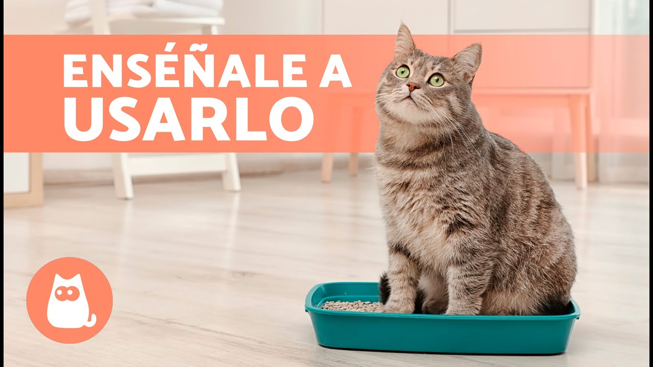 ¿Cómo se utiliza el arenero para gatos? - Todo sobre Animales y Bichos