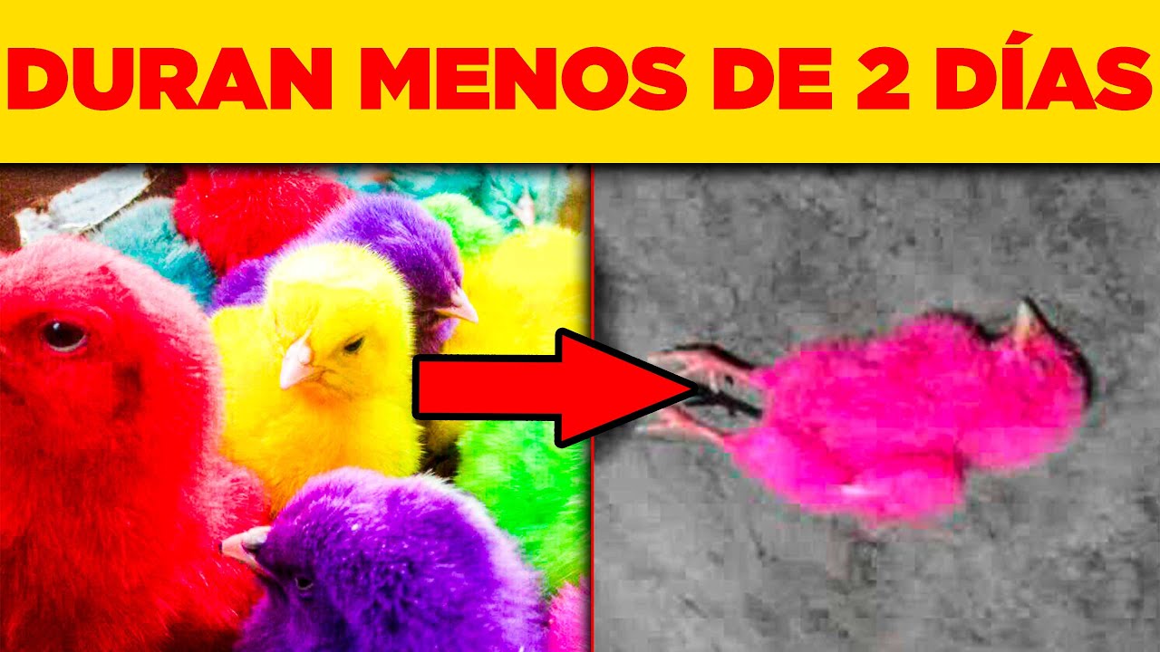 ¿Cuál es la causa de la muerte de los pollitos de colores? - Todo sobre ...