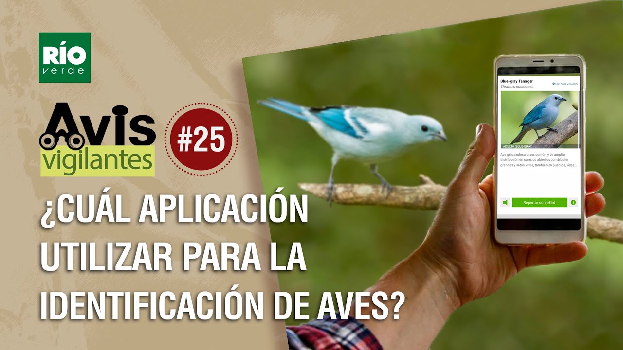¿Existe una aplicación para identificar aves? - Todo sobre Animales y ...