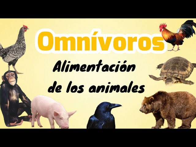 ¿La tortuga es omnívora o herbívora? - Todo sobre Animales y Bichos