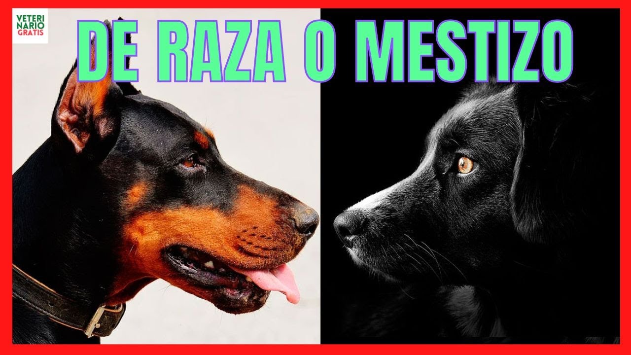 ¿Qué es una raza mestiza de perros? - Todo sobre Animales y Bichos