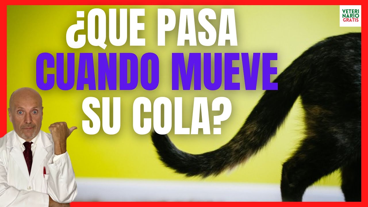 ¿Qué significa cuando un gato mueve la cola? - Todo sobre Animales y Bichos