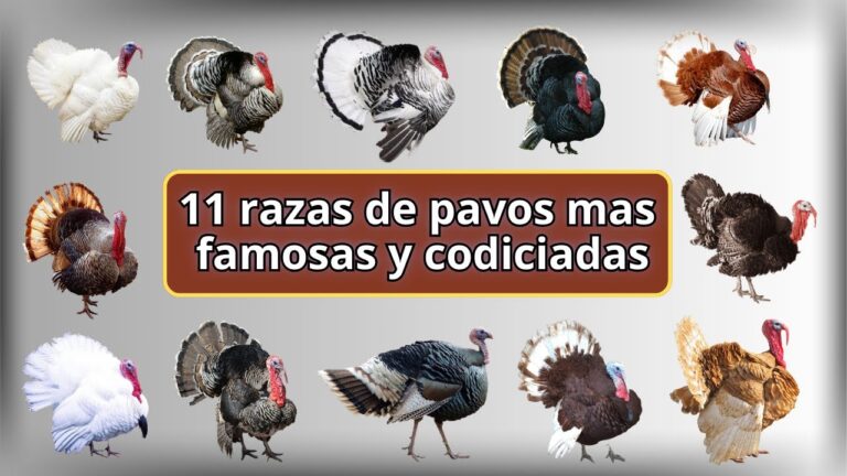 Características de las razas de pavos - Todo sobre Animales y Bichos