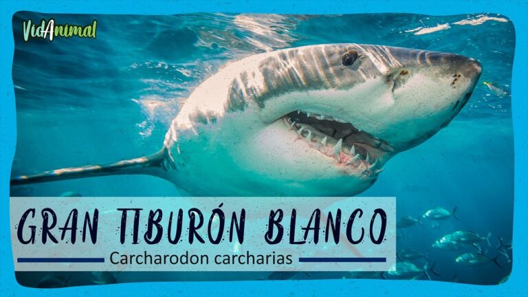 Características generales de los tiburones: anatomía comportamiento y ...