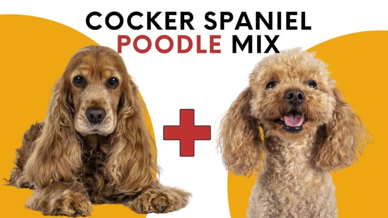 Cocker Spaniel y Poodle: Una mezcla única - Todo sobre Animales y Bichos