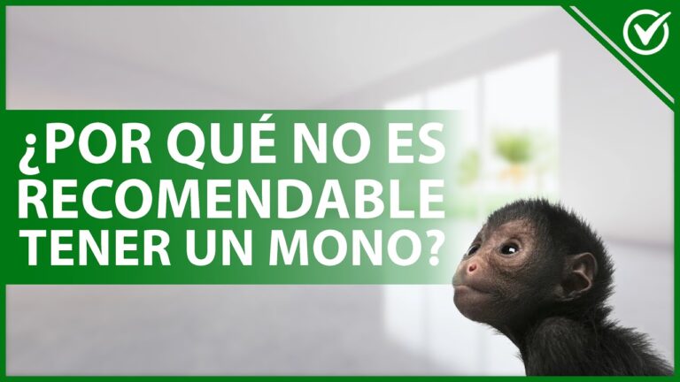 Cómo adoptar un mono de manera legal en Colombia - Todo sobre Animales ...