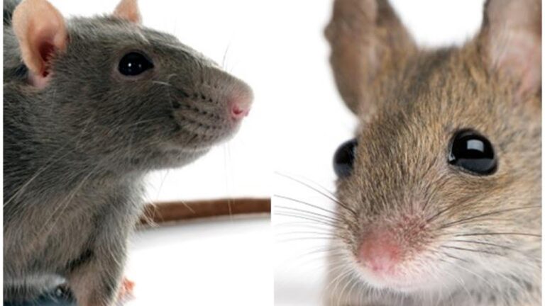 Diferencias entre una rata y un ratón - Todo sobre Animales y Bichos