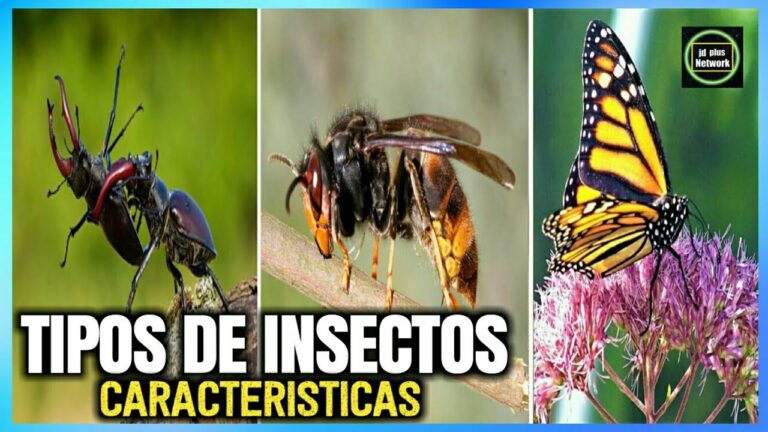 Especies de insectos y sus nombres - Todo sobre Animales y Bichos