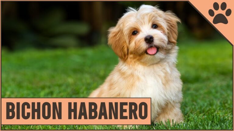 Razas de perros pequeños: Bichón Habanero - Todo sobre Animales y Bichos