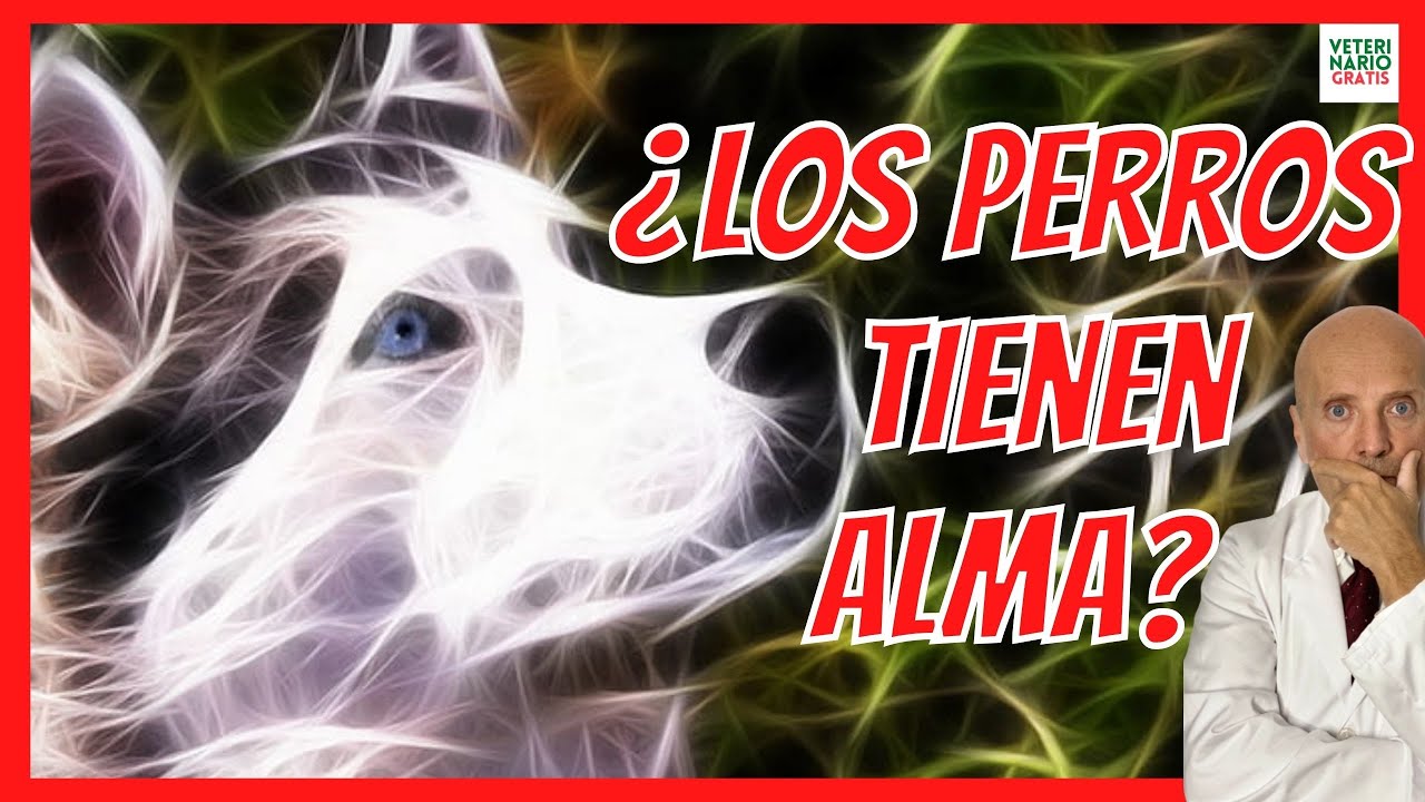 ¿A dónde va el alma de un perro al morir? - Todo sobre Animales y Bichos