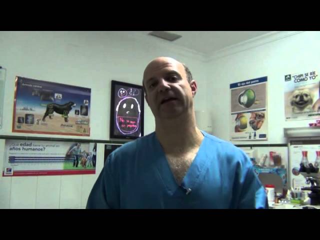 ¿Cómo detectar si mi perro tiene bronquitis? - Todo sobre Animales y Bichos