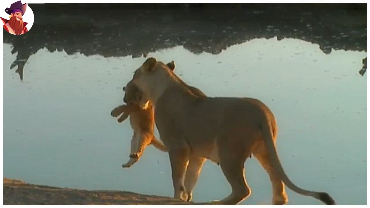 ¿Cómo los lobos cuidan a sus crías? - Todo sobre Animales y Bichos