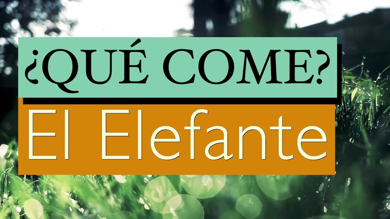 ¿Cuál es la dieta de los elefantes? - Todo sobre Animales y Bichos