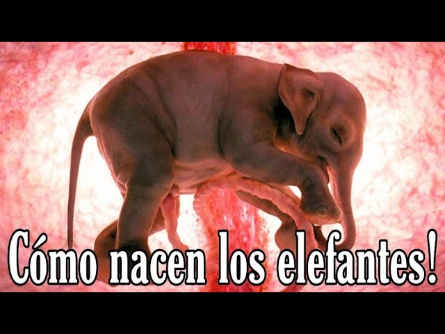 ¿Cuánto dura la gestación de un elefante? - Todo sobre Animales y Bichos