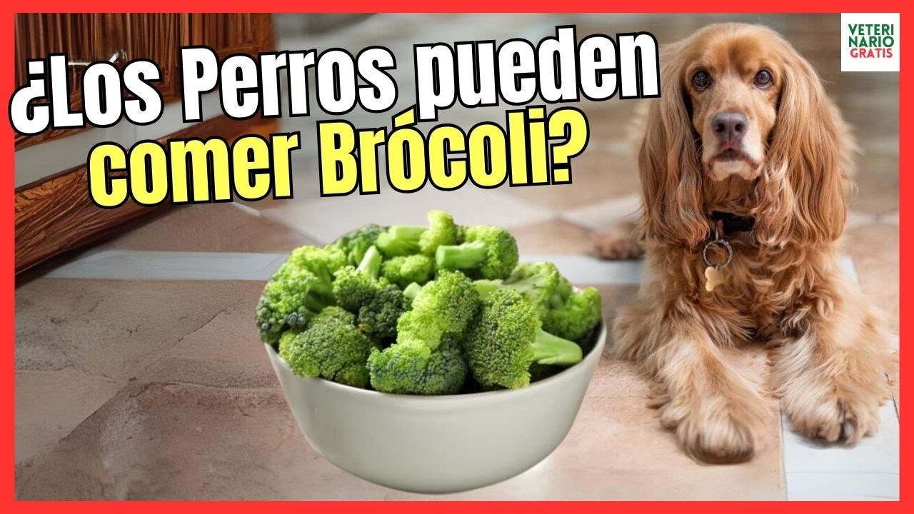 ¿Es seguro alimentar a los perros con coliflor? - Todo sobre Animales y Bichos