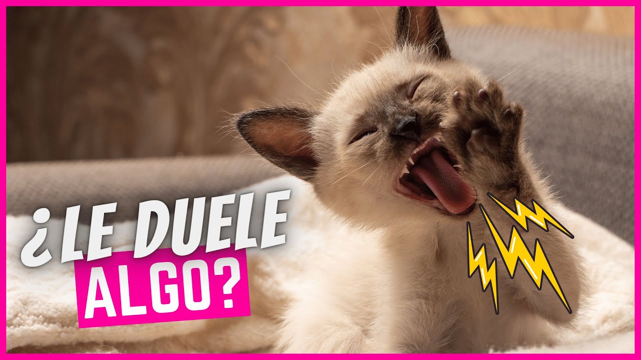 ¿Por qué los gatos siameses son tan ruidosos al maullar? - Todo sobre ...