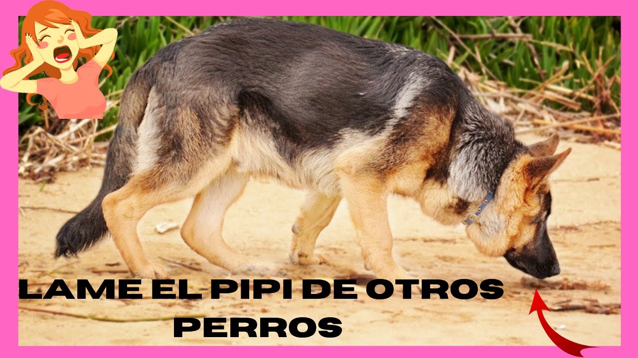 ¿Por qué un perro orina sobre otro perro? - Todo sobre Animales y Bichos