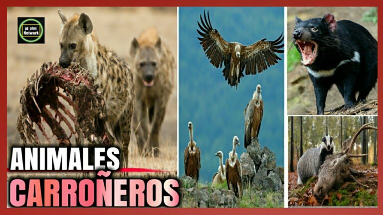 ¿Qué es un animal carroñero y cuál es su función en el ecosistema ...