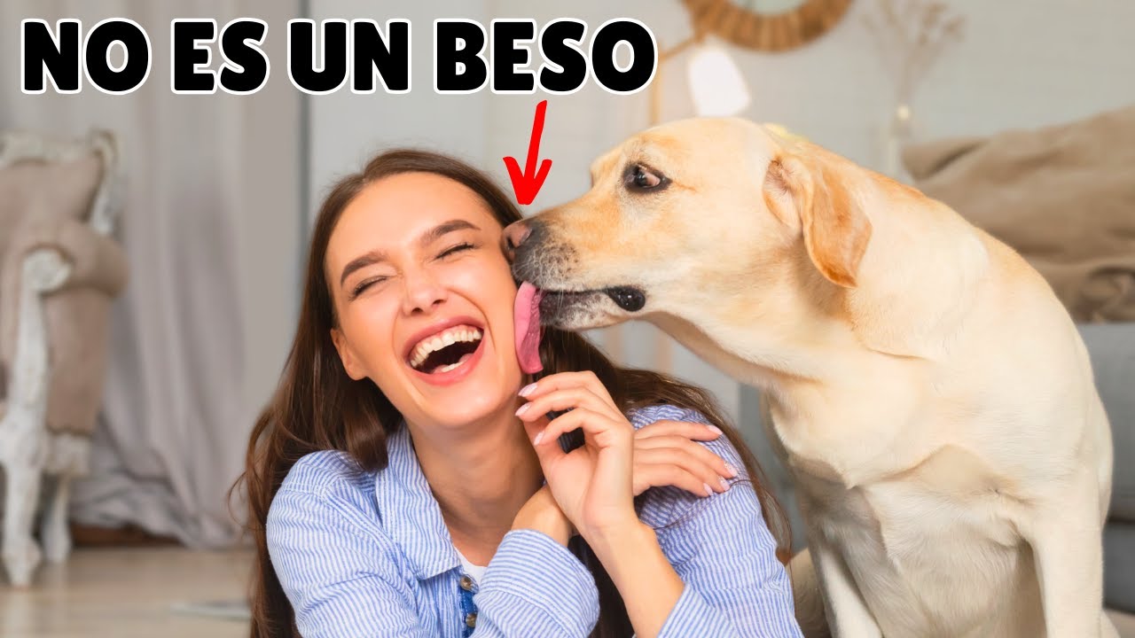 ¿Qué significa la conducta de lamer de los perros? - Todo sobre ...