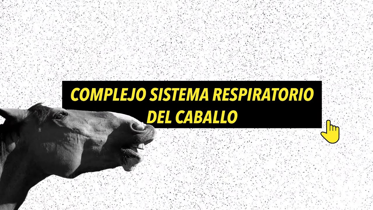 ¿Qué tipo de sistema respiratorio tienen los caballos? - Todo sobre ...