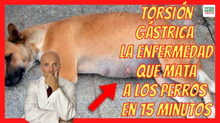 ¿Un perro con torsión gástrica puede ingerir alimentos? - Todo sobre ...