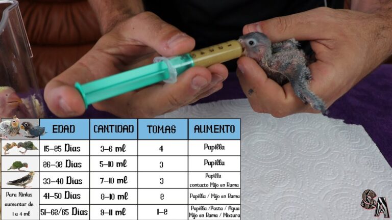 Alimentación de los agapornis papilleros - Todo sobre Animales y Bichos