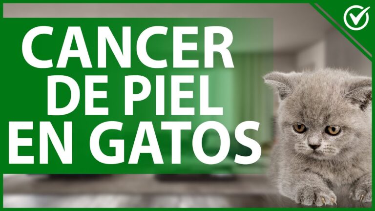 Carcinoma de células escamosas en felinos - Todo sobre Animales y Bichos