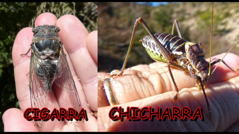 Cómo silenciar el canto de una chicharra - Todo sobre Animales y Bichos
