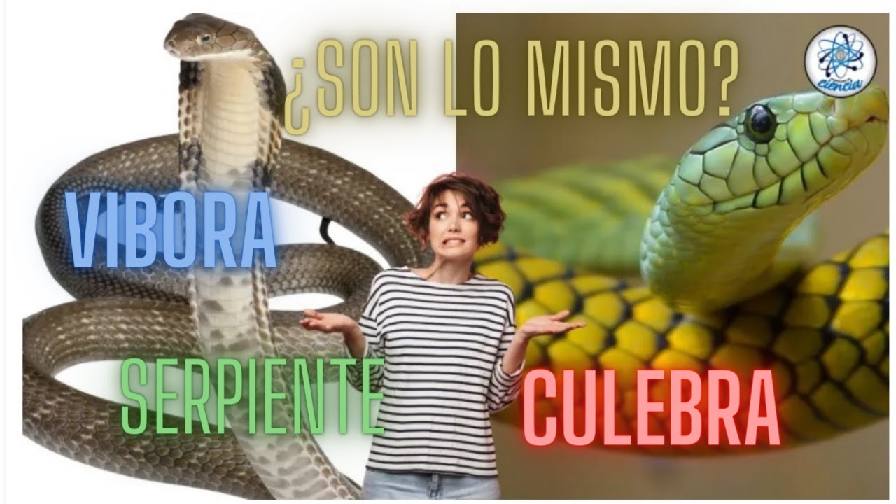 Diferencias entre culebra y serpiente: ¿cuál es la distinción? - Todo ...