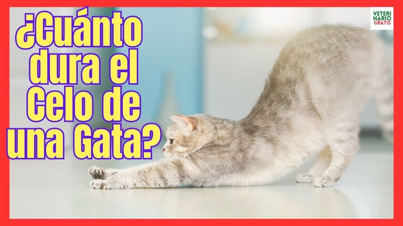 Duración del celo en gatos: ¿Cuánto tiempo dura? - Todo sobre Animales ...