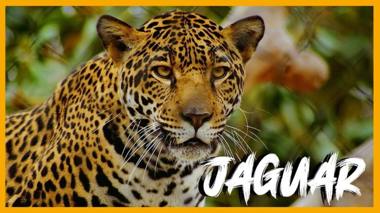 El jaguar: características comportamiento y cuidado - Todo sobre ...
