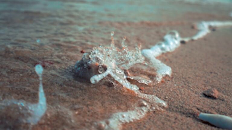 Formación del caparazón del caracol - Todo sobre Animales y Bichos