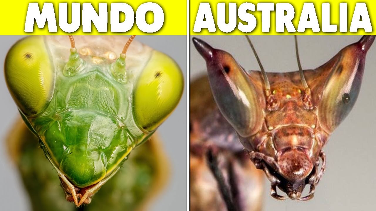 La Extraordinaria Fauna Australiana: ¿Por Qué Australia Tiene Animales ...