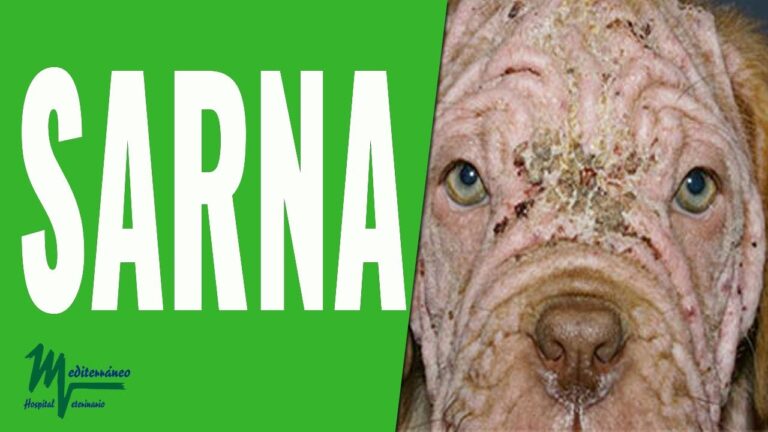 La sarna en perros puede contagiarse a los humanos - Todo sobre ...