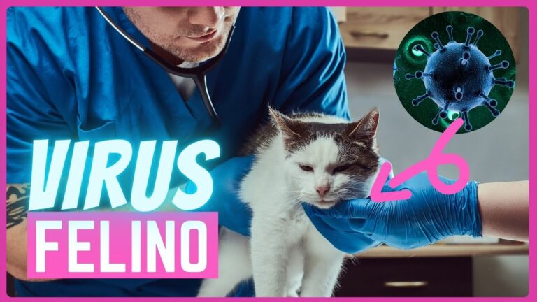 Mi gato tiene una secreción nasal con mal olor - Todo sobre Animales y ...
