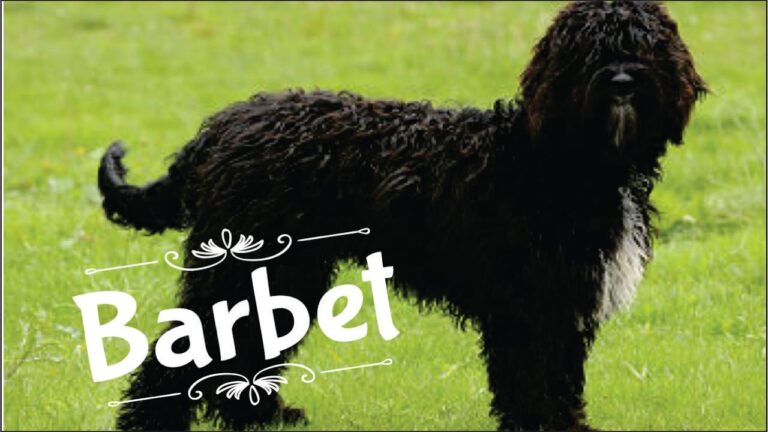 Perro Barbet: Origen características y cuidados - Todo sobre Animales y ...