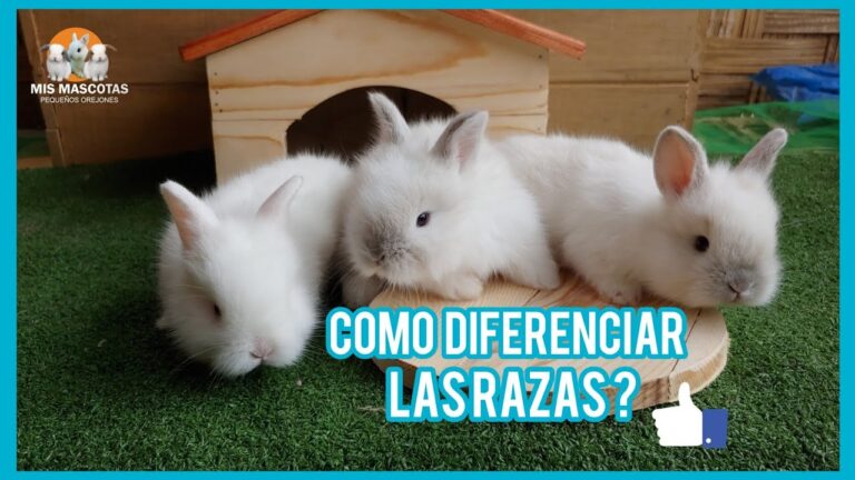 Razas de conejos: Una guía para identificar diferentes tipos - Todo ...
