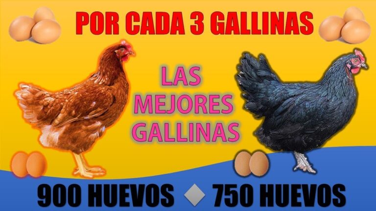 Razas de gallinas ponedoras más comunes - Todo sobre Animales y Bichos
