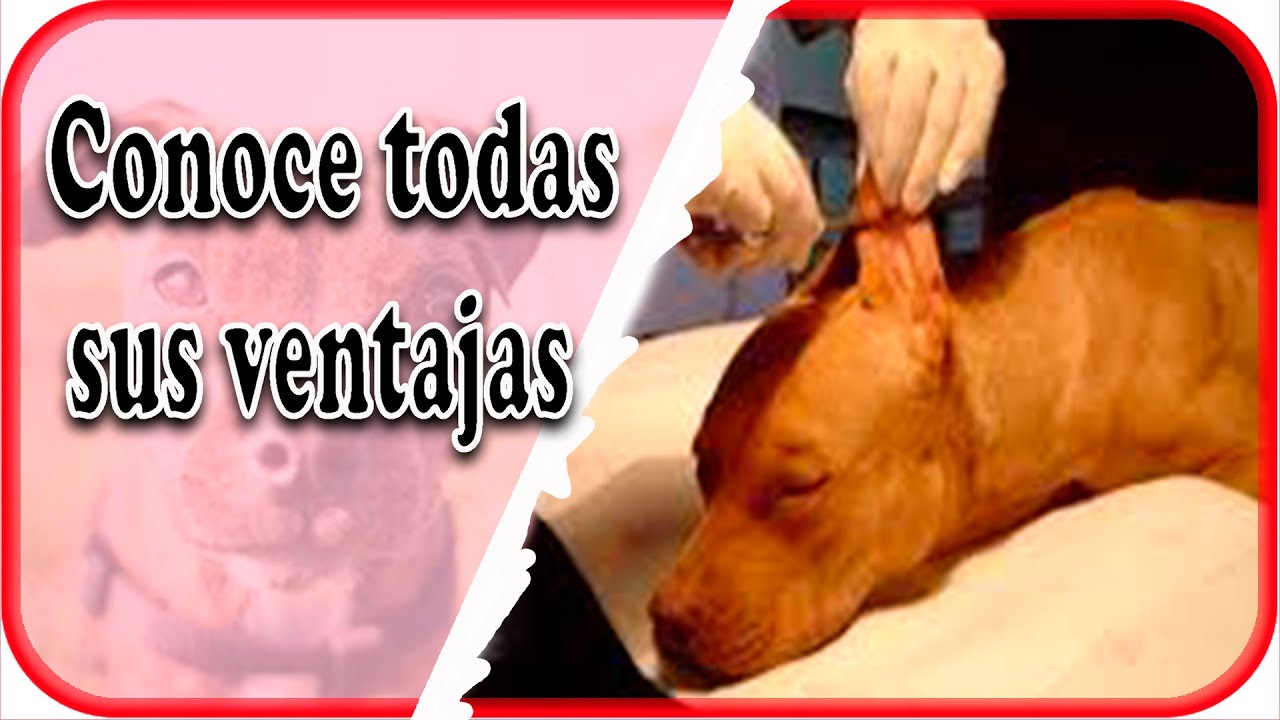 Recortando las orejas de los perros: ¿qué deberías saber? - Todo sobre ...