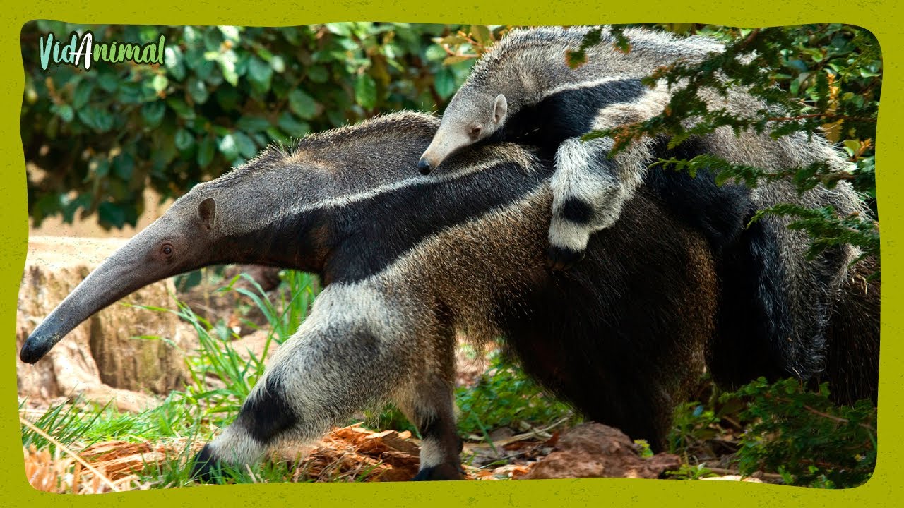 Reproducción de los osos hormigueros: ¿Cómo se lleva a cabo? - Todo ...