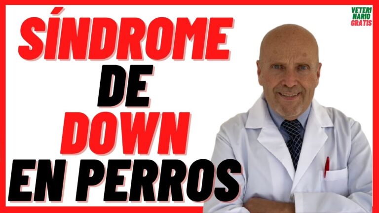 Síndrome de Down en perros: cómo identificar los síntomas - Todo sobre ...