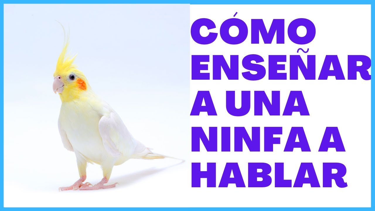 ¿A qué edad comienzan a hablar las ninfas? - Todo sobre Animales y Bichos