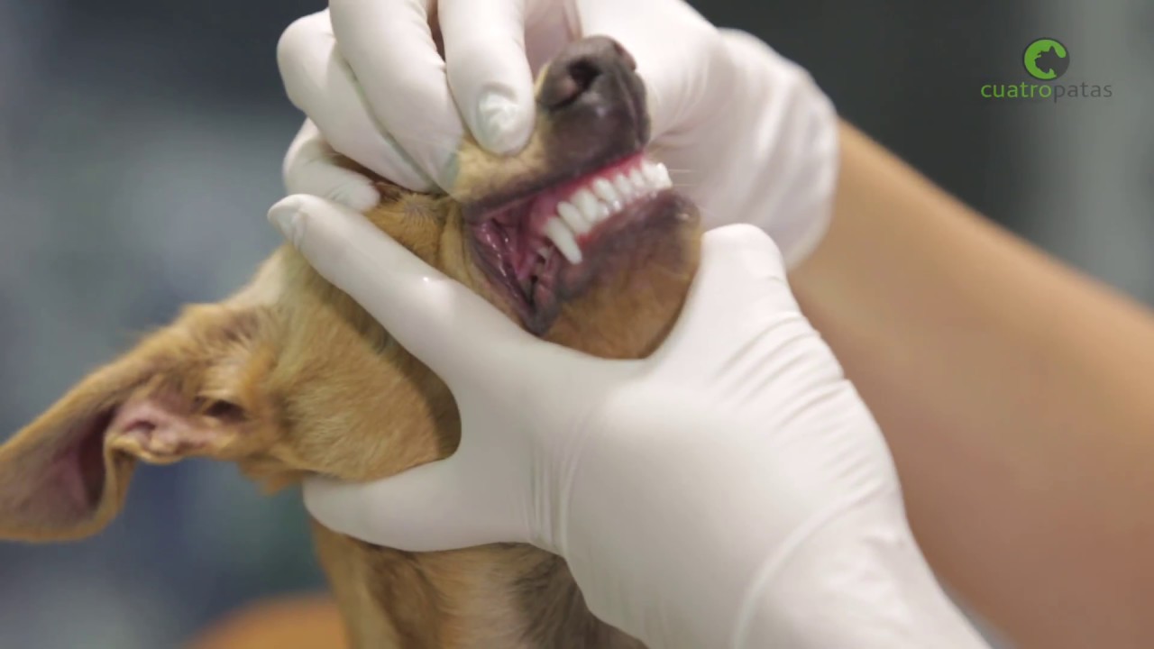 ¿A qué edad le salen los colmillos a los perros? - Todo sobre Animales ...