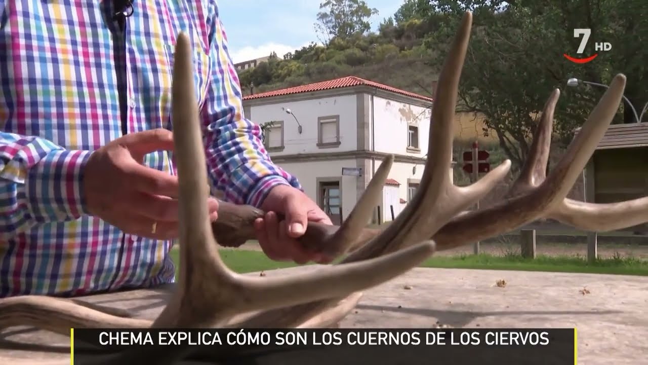 ¿Cómo se desarrollan los cuernos de los venados? - Todo sobre Animales ...