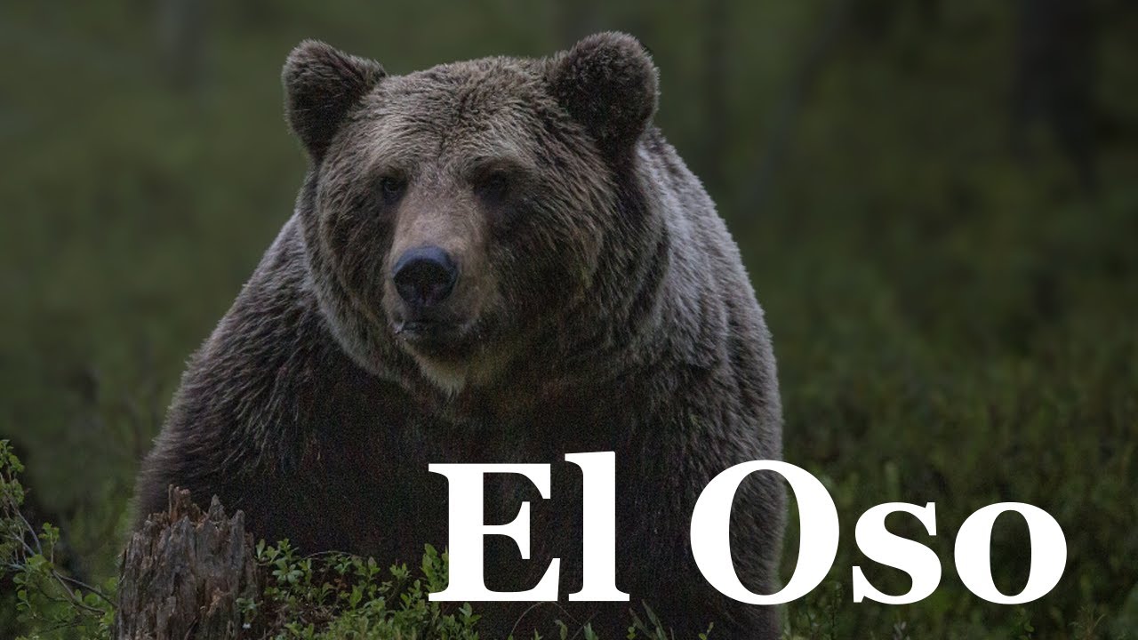¿Cuál es el nombre de la cría de un oso? - Todo sobre Animales y Bichos