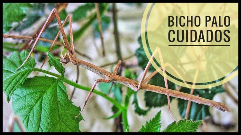 ¿Cuál es la alimentación de los insectos palo? - Todo sobre Animales y ...