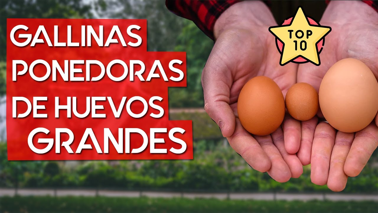 ¿Cuál es la raza de gallina que pone los huevos más grandes? - Todo ...