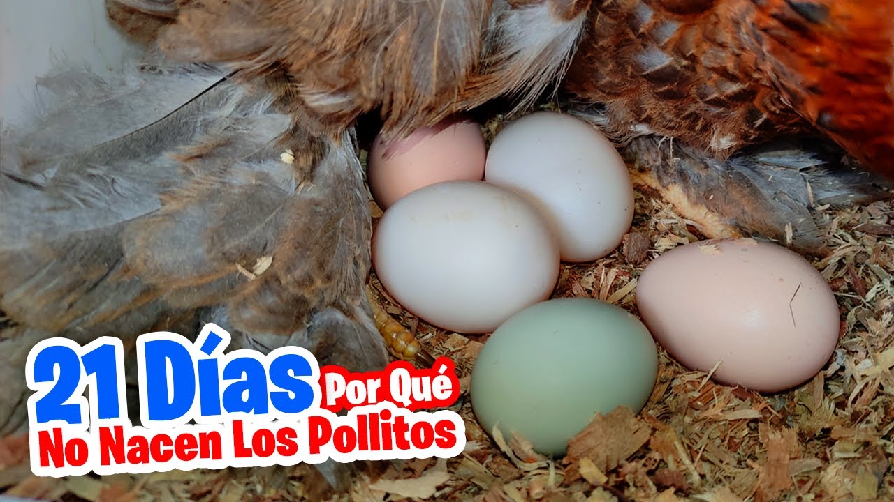 ¿Cuándo eclosionan los pollitos de gallina? - Todo sobre Animales y Bichos