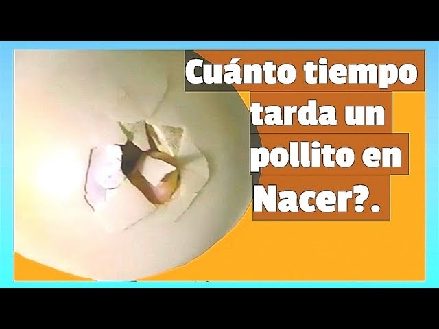 ¿Cuánto tiempo tardan en eclosionar los huevos de los pollos? - Todo ...